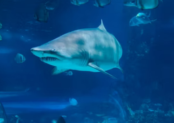 Interactive shark species explorer | Shark Utopia