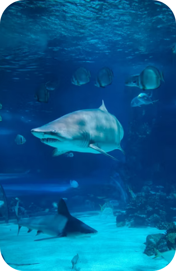 Interactive shark species explorer | Shark Utopia